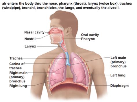Respiratory Flashcards Quizlet