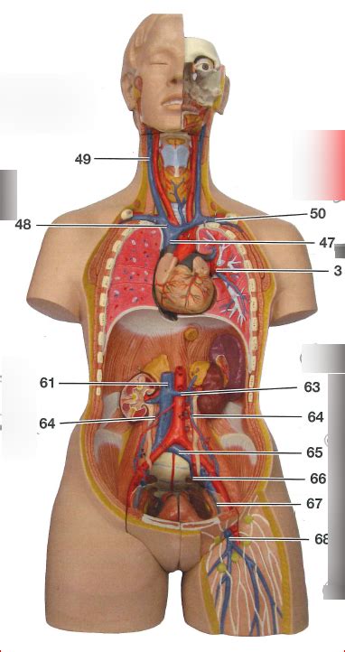 Labeled Human Torso Model Diagram Body Part Segmentation For The Smpl