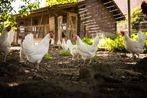 Galinhas Poedeiras Conhe A As Principais Ra As E Dicas De Manejo