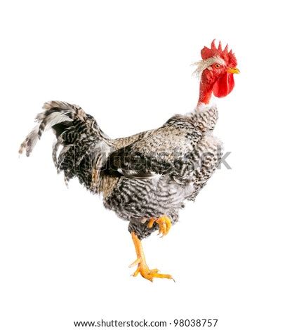 Naked Neck Rooster Standing On One Leg Stock Photo 98038757 Shutterstock