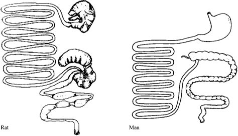 The Gastrointestinal Tract Of Two Omnivores Rat Caecum Fermenter