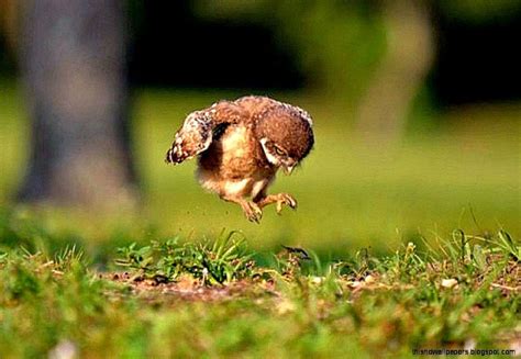 Baby Owl Wallpapers Top Nh Ng H Nh Nh P