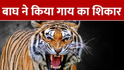 Tiger Hunted Cow In Pilibhit Tiger Reserve Among Tourist Video Viral