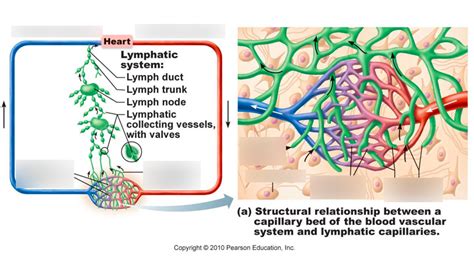 Lymphatic Vessels Nodes Diagram Quizlet
