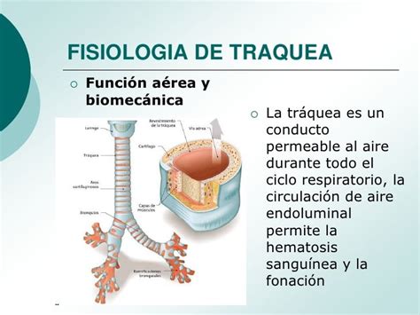Anatomia Y Fisiologia De Traquea Y Arbol Bronquial Anatomia Y