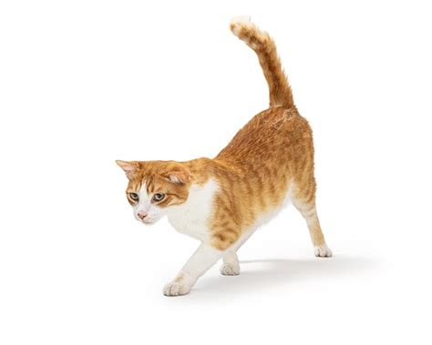 Gato Naranja Y Blanco Caminando De Lado Foto Premium