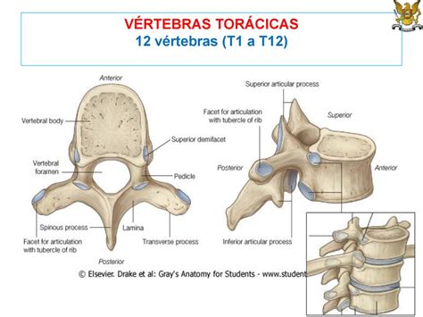 AULAS 7 e 8 PAREDE TORÁCICA ppt carregar