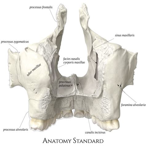 Maxillae Posterior View Human Body Anatomy Human Anatomy And