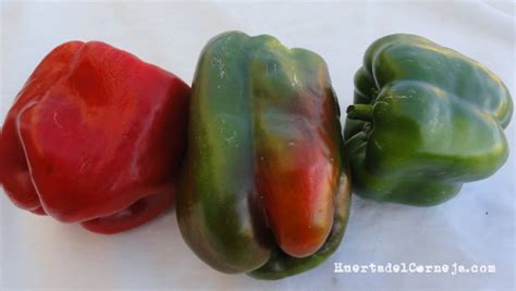 Cómo cultivar pimientos morrones Huerta del Corneja