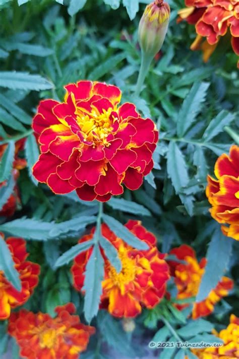 Carmen French Marigold Tagetes Seeds Seeds Tuinzaden Eu