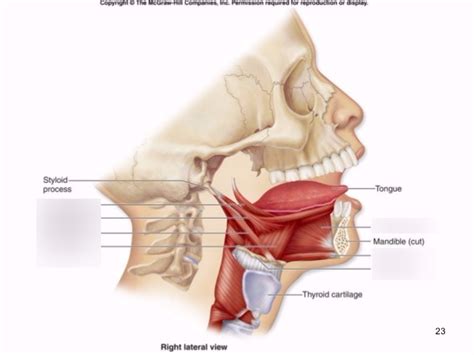 Tongue Muscles Diagram Quizlet