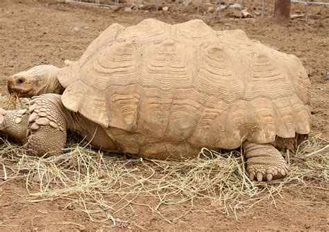 How To Care For A Pet Sulcata Tortoise