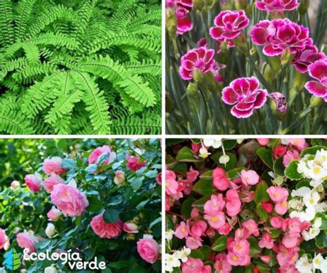 Plantas ornamentales qué son tipos nombres e imágenes