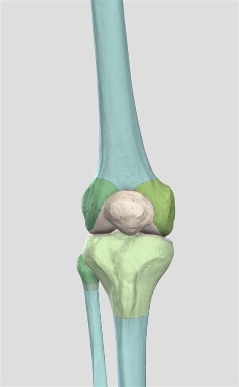 Right Knee Joint Anterior View Diagram Quizlet