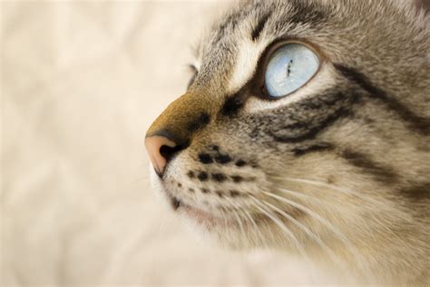 Cataracta La Caini Si Pisici Cauze Simptome Si Tratament Westernvet