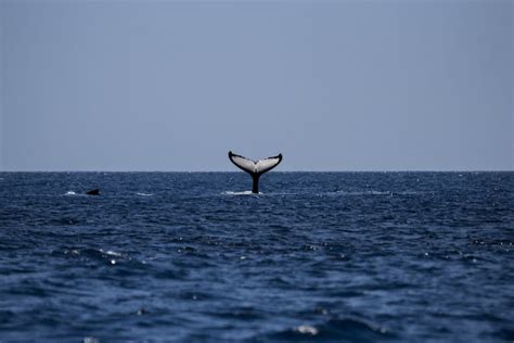 Avistamiento de ballenas en Los Cabos Visita a una fábrica de vidrio