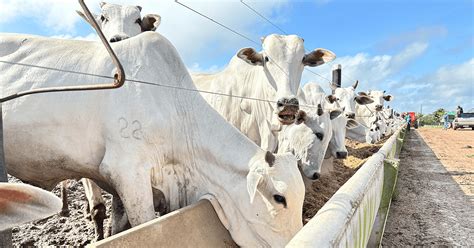 Produção brasileira de carne bovina deve crescer 6 7 em 2024 Portal DBO
