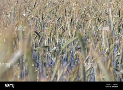 Ein Landwirtschaftliches Feld In Dem Getreide Angebaut Wird Um