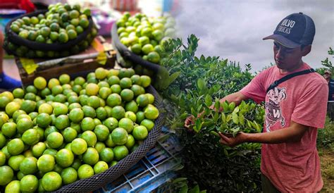 Precio del limón aumentó en 500 cuáles son las causas que originaron