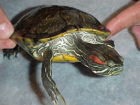 Baby Male And Female Red Eared Sliders