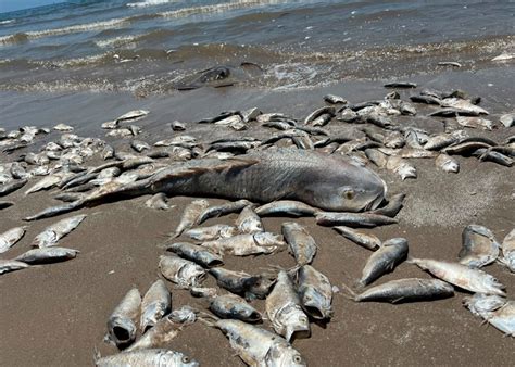 El Apocalipsis Aparecen Miles De Peces Muertos En Una Playa De Texas