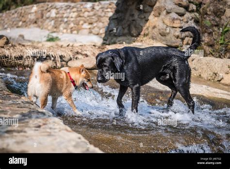 Shiba Inu And Labrador Retriever Stock Photo Alamy