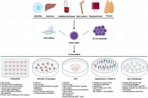 HSPCs From Various Sources Can Be Exploited To Model Human T Cell