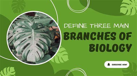 Define Main Branches Of Biology Three Main Branches Of Biology YouTube