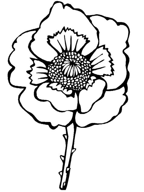 Poppy Flower Coloring Page