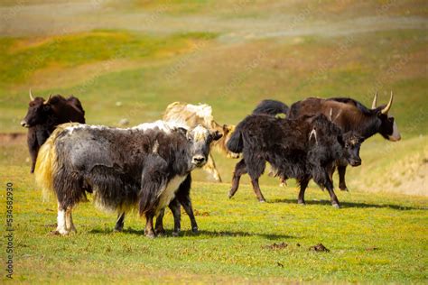 A Herd Of Yaks Graze In The Mountains Himalayan Big Yak In A Beautiful