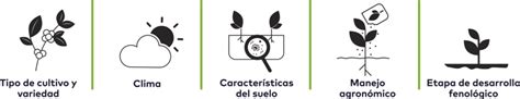 Fertilizaci N De Acuerdo Al Desarrollo Fenol Gico Del Cultivo Blog