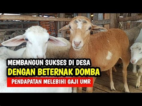 MEMBANGUN SUKSES DI DESA DENGAN BETERNAK DOMBA AGROTV9 YouTube