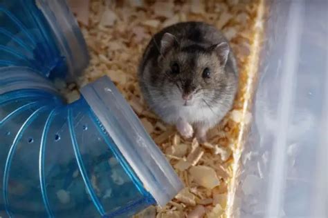 Chomik Campbella Opis Gatunku Piel Gnacja Ywienie