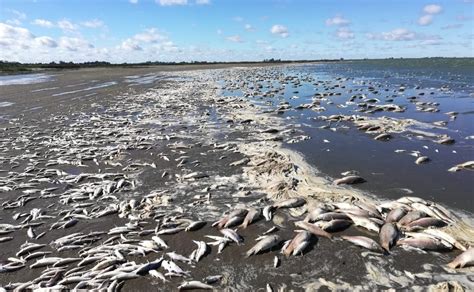 Alarma General Por La Mortandad De Peces En Las Lagunas Bonaerenses