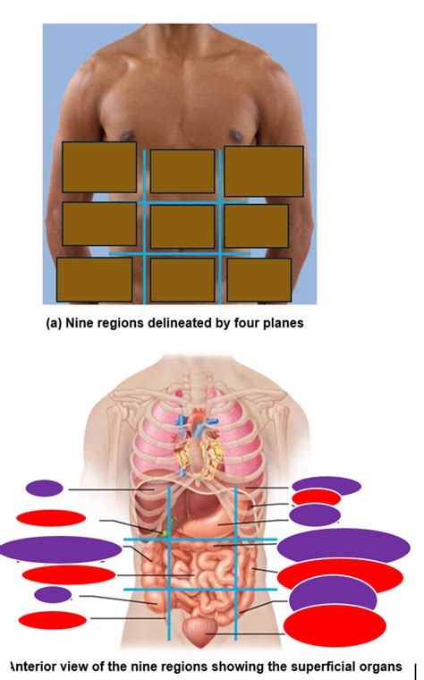 The Nine Abdominopelvic Regions Major Organs Located In Each A P