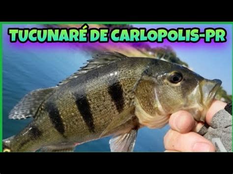 A Melhor Isca Para Pescar Tucunar Em Carlopolis Pr Youtube
