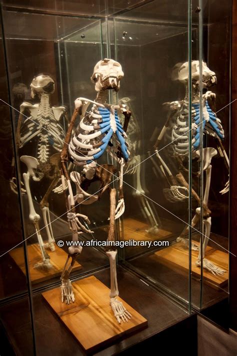Photos And Pictures Of Replica Of The 3 5 Million Year Old Skeleton Of