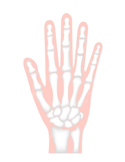 Hand Bone Flat Vector Illustration Human Anatomy Wrist Healthcare Human