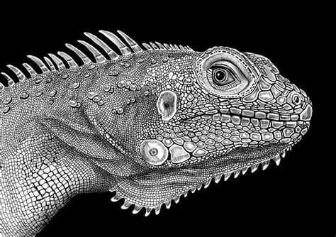 Simply Creative Realistic Pen Ink Drawings By Tim Jeffs