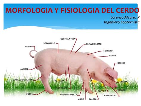 Anatomía Del Cerdo Una Breve Descripción En Pocas Palabras