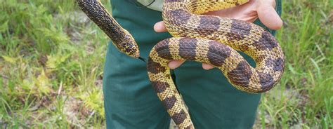 Pine Snake A Rare Louisiana Reptile The Heart Of Louisiana