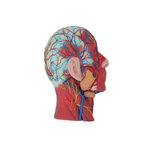 Anatomisches Modell Kopf CS 13 MeiWo Science Hals für