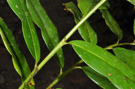 Zingiber Sylvaticum Zingiberaceae Image 245567 At PhytoImages Siu Edu