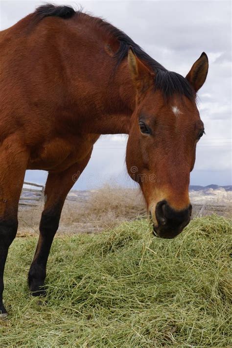 Cavalo Que Come O Feno Imagem De Stock Imagem De Vidro 50725443