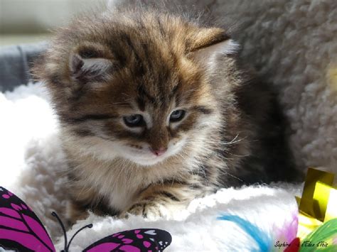 Chaton Sibérien femelle disponible en Auvergne Rhône Alpes 03