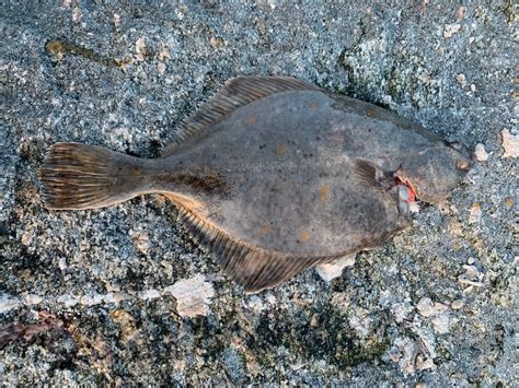 Plattfisch Scholle an Rügens Nordküste Boddenangeln Rügen
