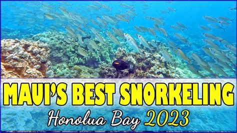 Maui Snorkeling Guide To Honolua Bay Hawaii Everything You Need To Know