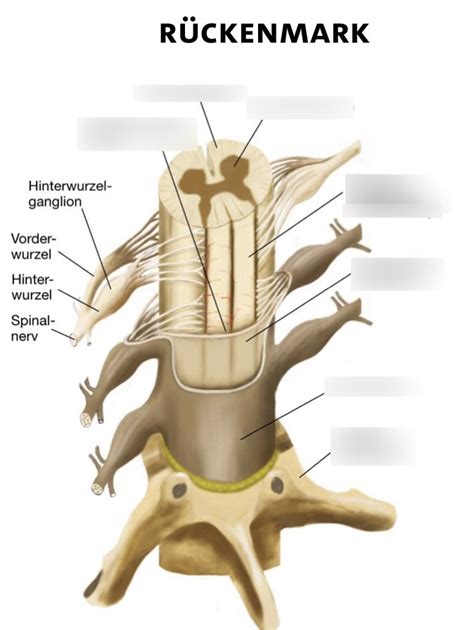 Schaubild Anatomie Des R Ckenmarks Quizlet