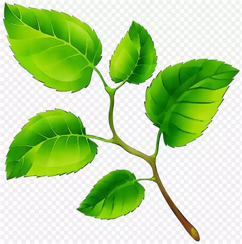 Png Png