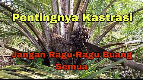 Cara Dan Manfaat Kastrasi Pada TBM Kelapa Sawit YouTube
